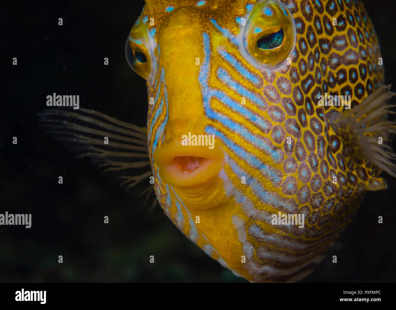 Ornate Cowfish (male Stock Photo - Alamy