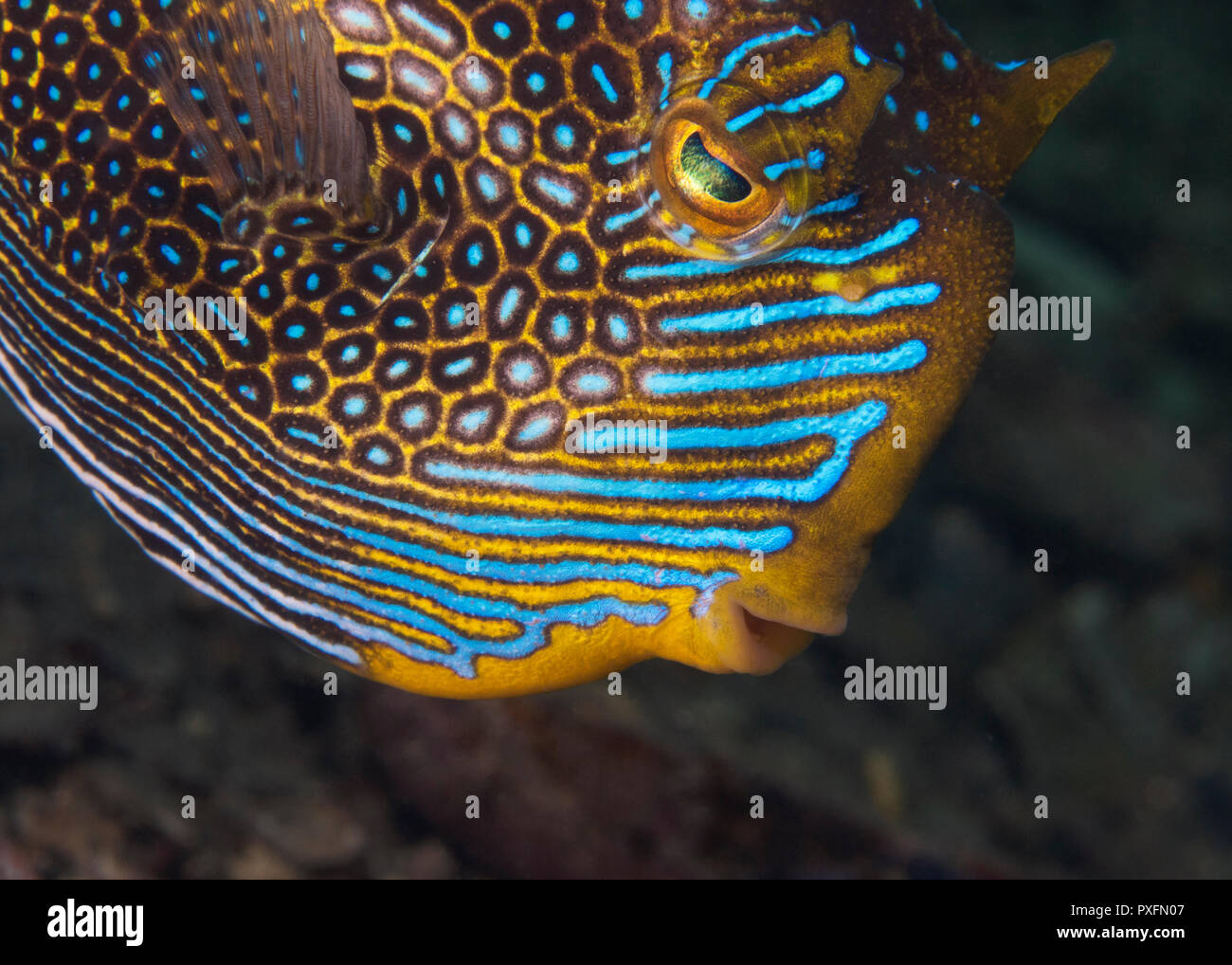 Ornate Cowfish (male Stock Photo - Alamy