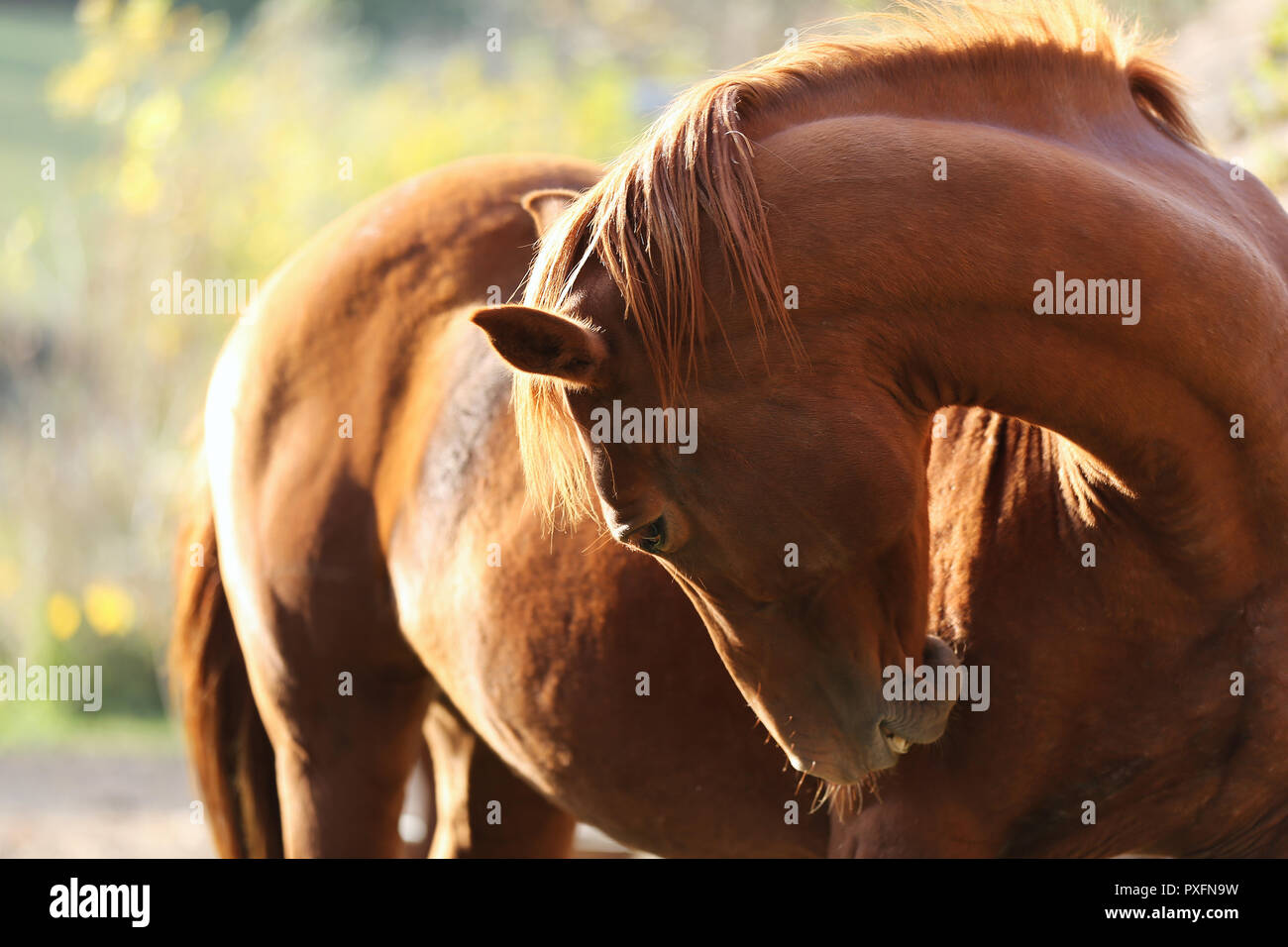Horse sunbathing hi-res stock photography and images - Alamy