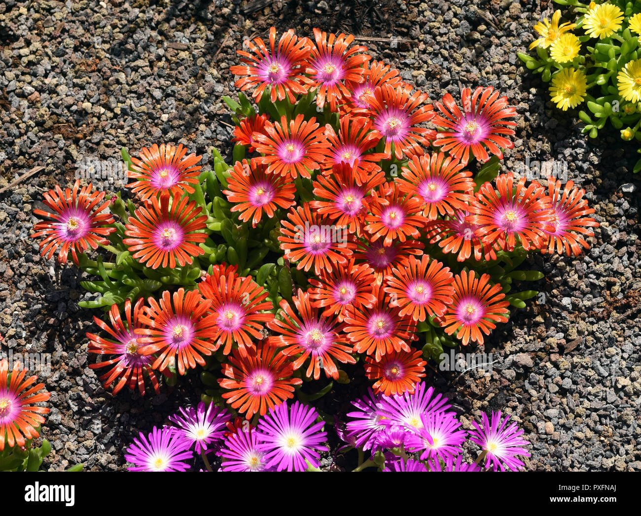 Mittagsblume hi-res stock photography and images - Alamy