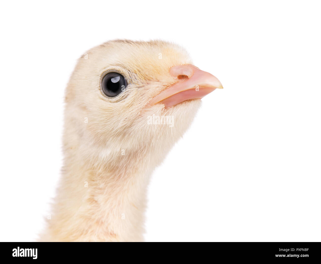Little chicken turkey Stock Photo - Alamy