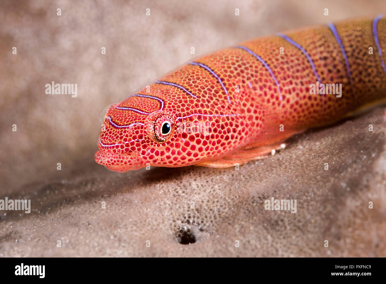Red clingfish hi-res stock photography and images - Alamy