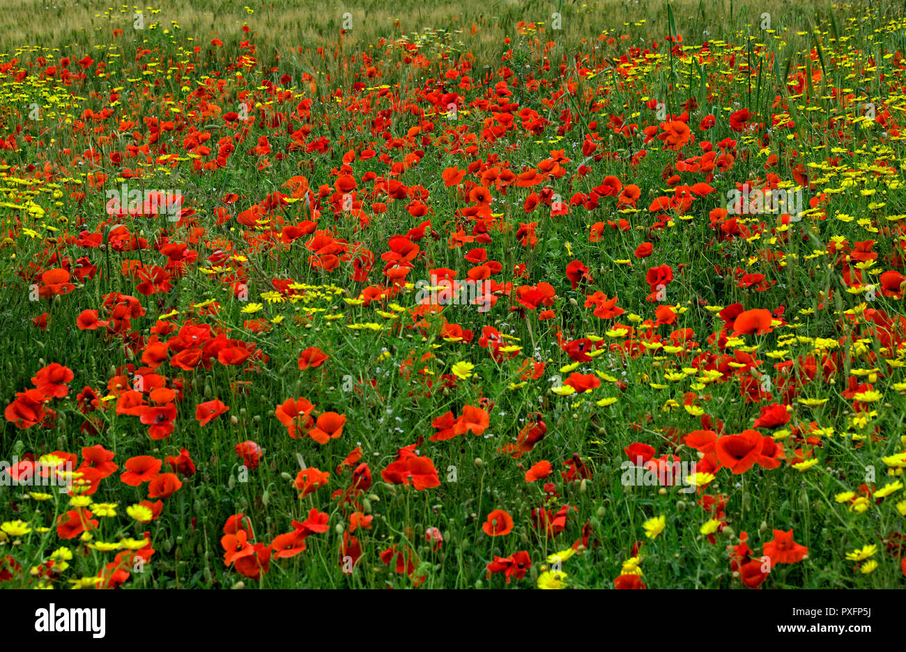 Green grass field and blossom flowers background. November nature in ...