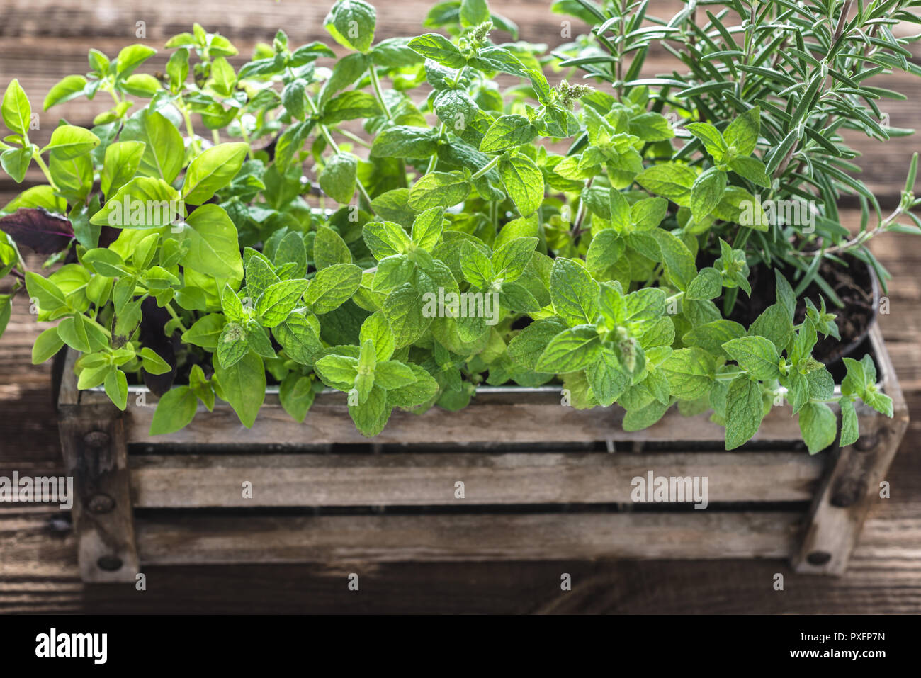 Fresh green herbs from hi-res stock photography and images - Alamy