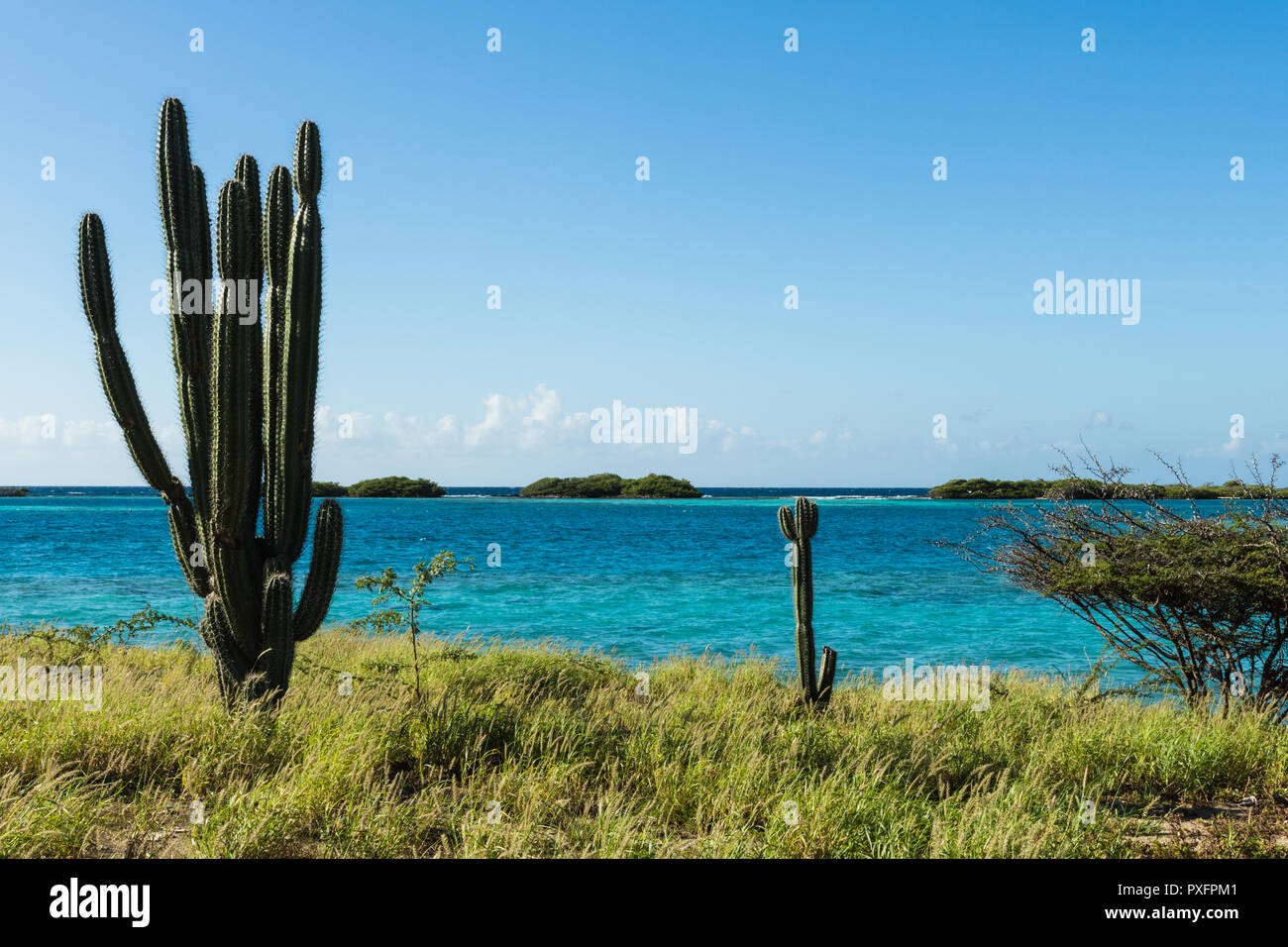 Yatu cactus hi-res stock photography and images - Alamy