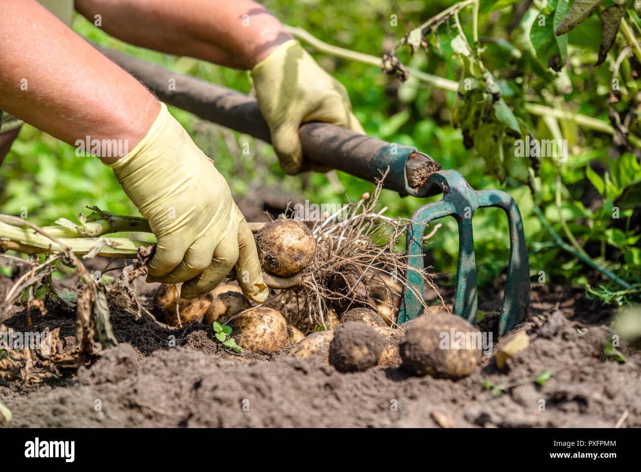 Fresh farm potato harvest. Farmer digging potatoes in field, organic ...