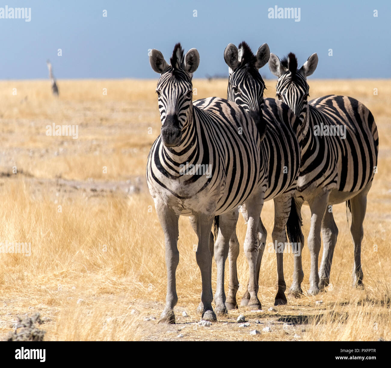 Three common zebra hi-res stock photography and images - Alamy