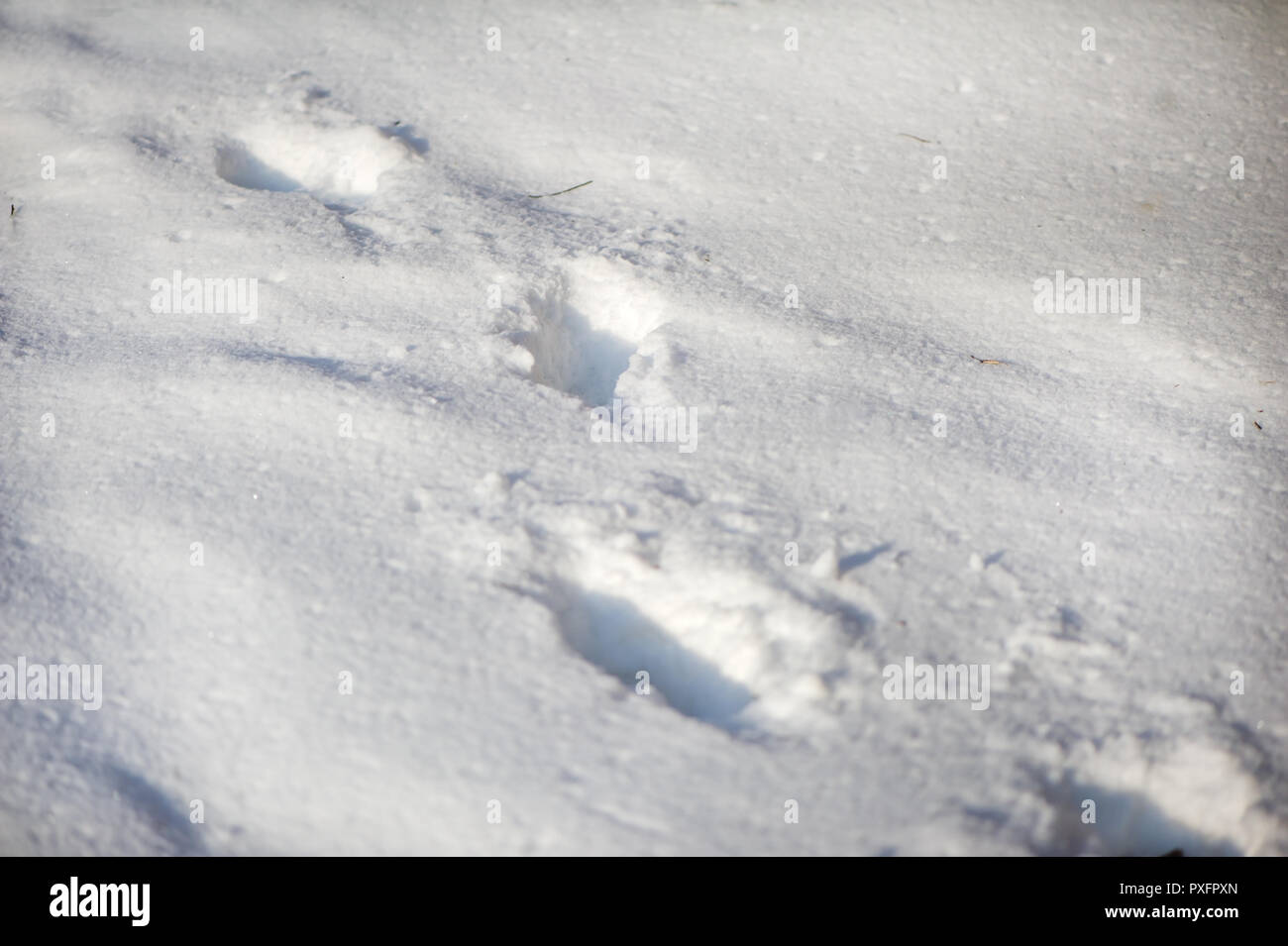 Beautiful background of footprints in the snow, texture, white surface ...