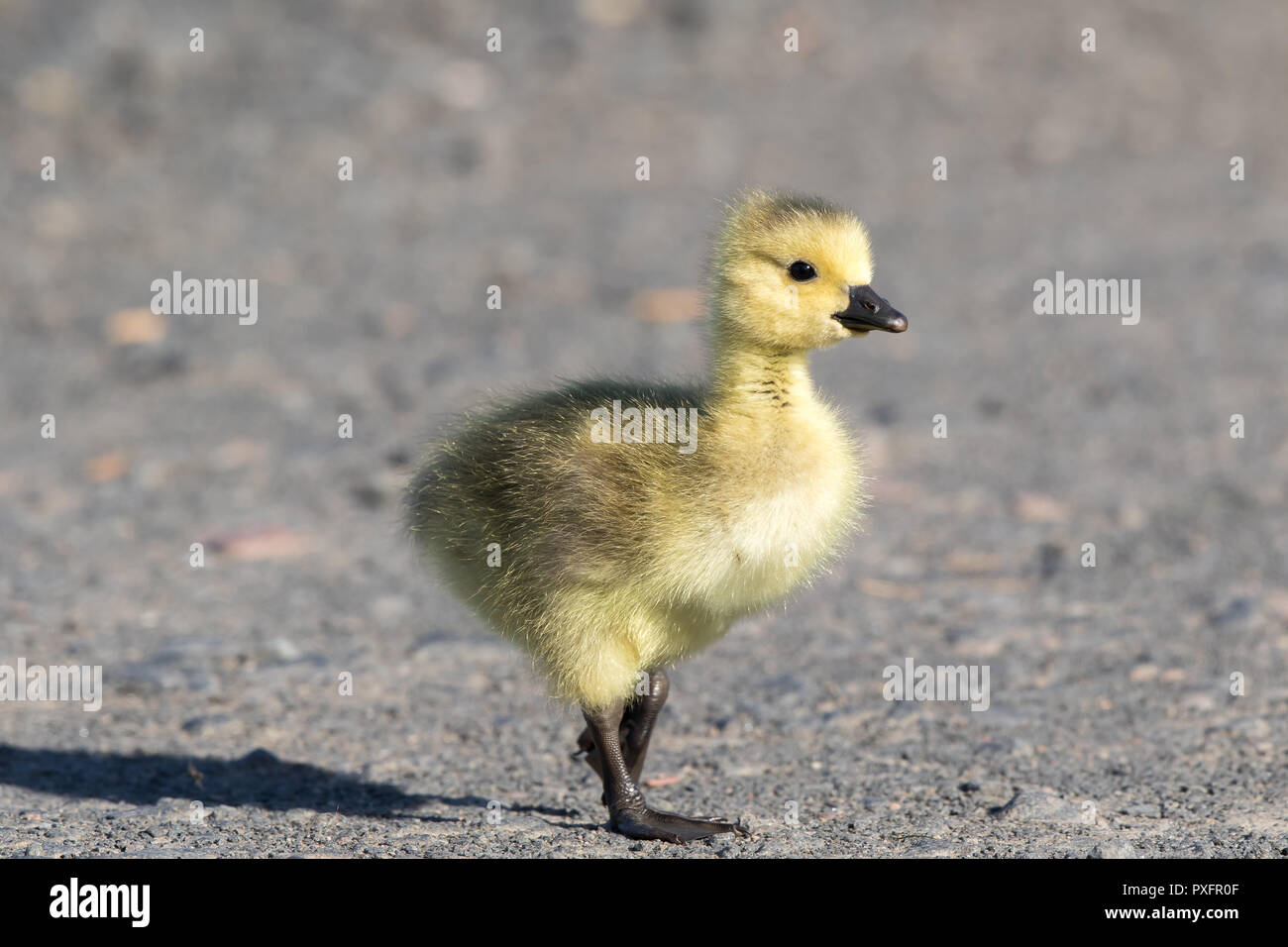 Canada geese crossing road hi-res stock photography and images - Alamy