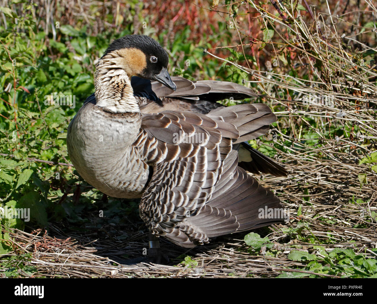 Hawaiian Goose (branta sandvicensis Stock Photo - Alamy