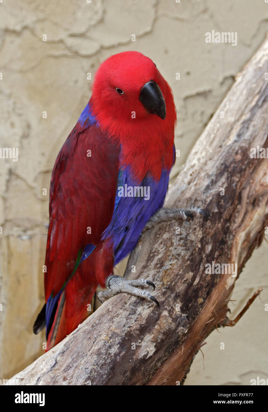 Eclectus Parrot (eclectus roratus) female Stock Photo - Alamy