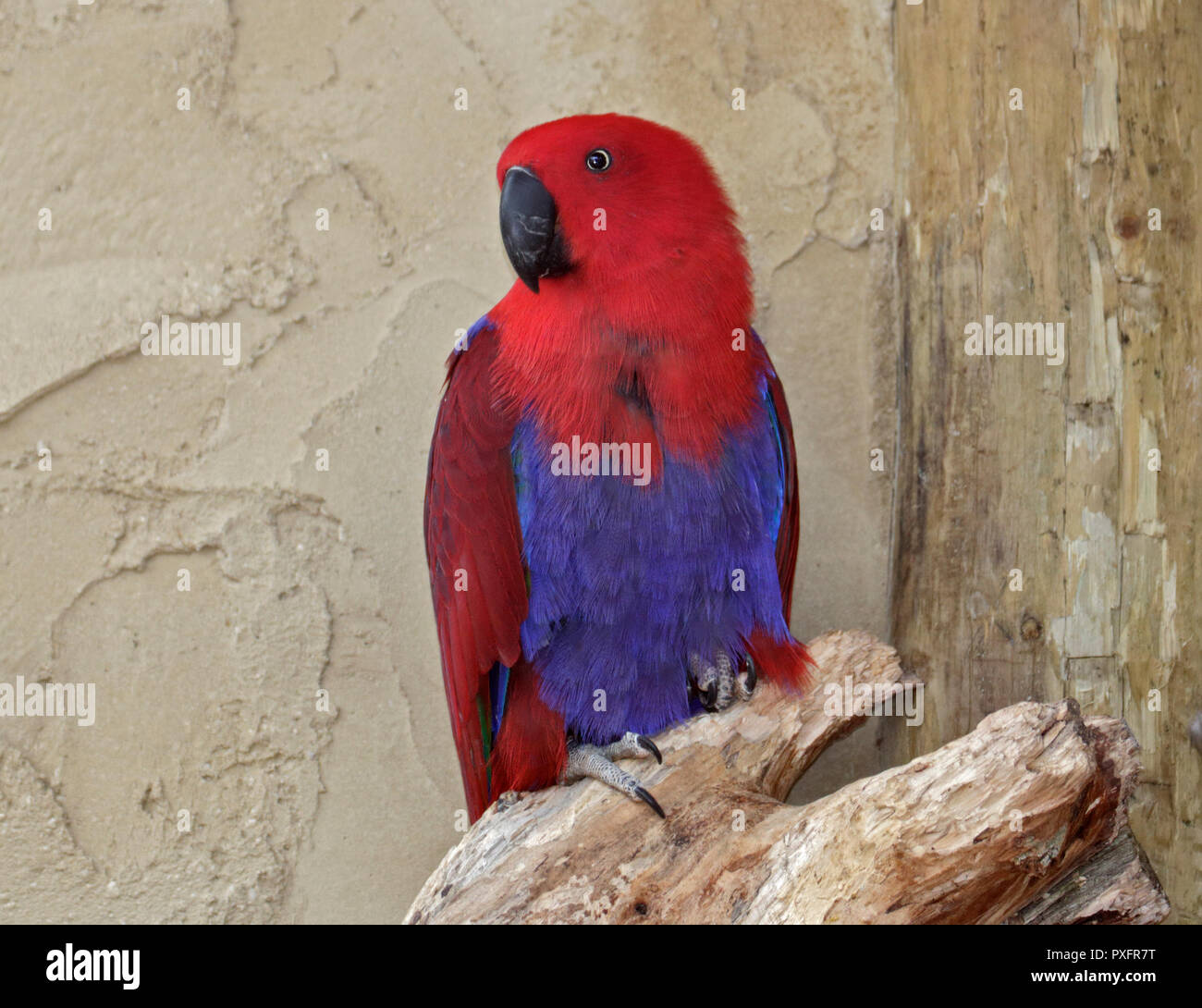 Eclectus Parrot (eclectus roratus) female Stock Photo - Alamy