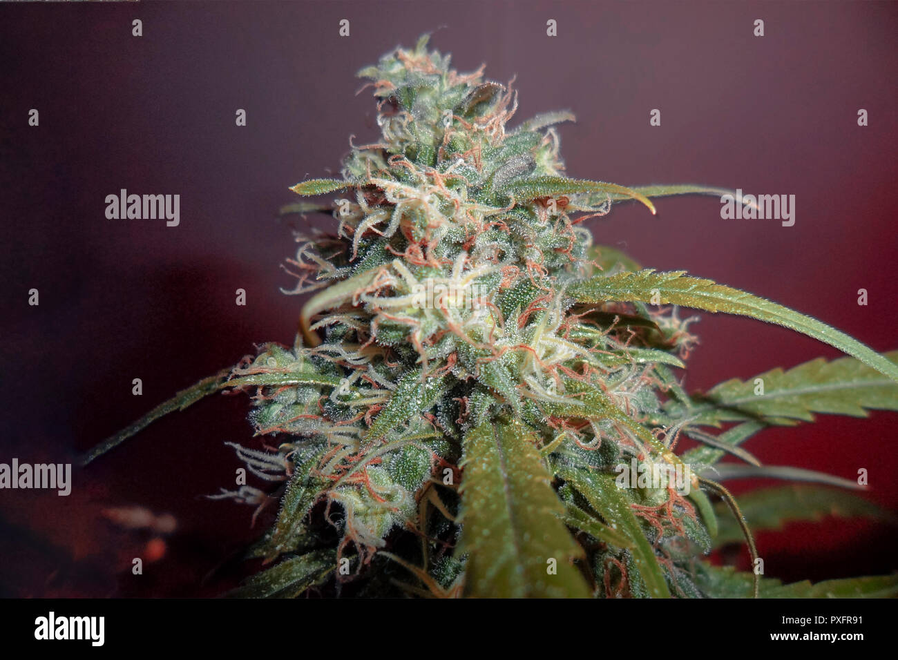 Cannabis herb bush leaves hi-res stock photography and images - Alamy