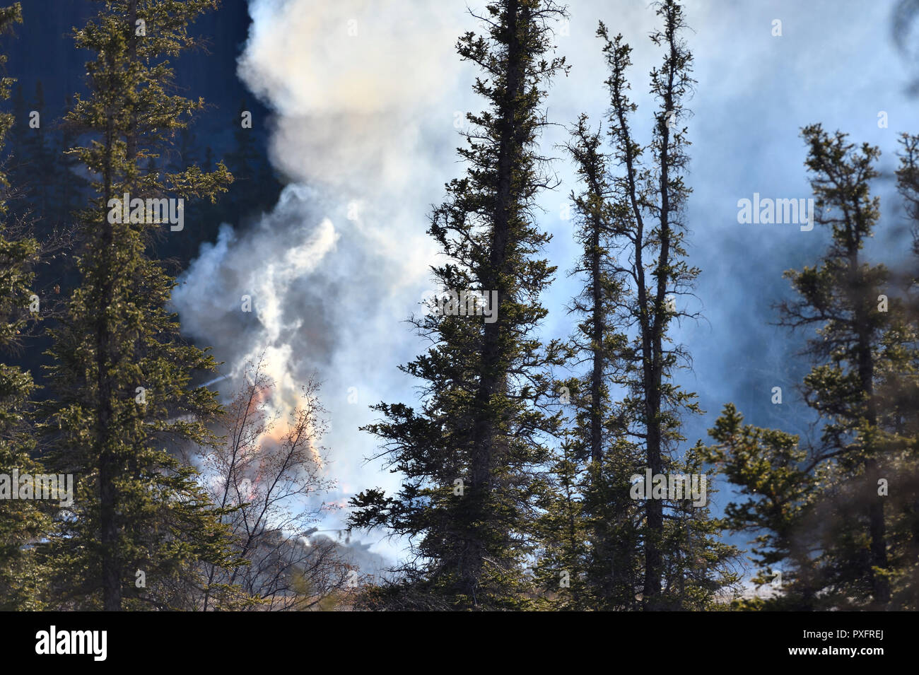 A fire burning in the forest in Jasper National Park Alberta Canada ...