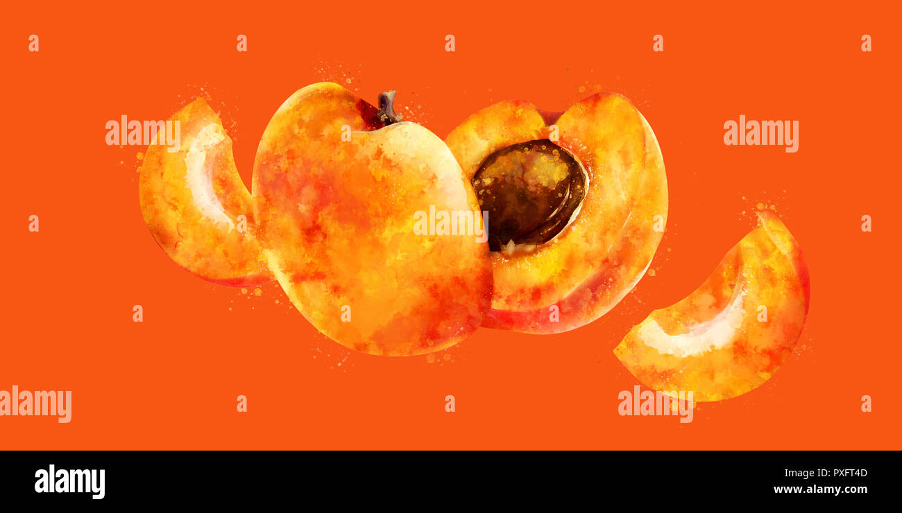 Apricot on orange background. Watercolor illustration Stock Photo - Alamy