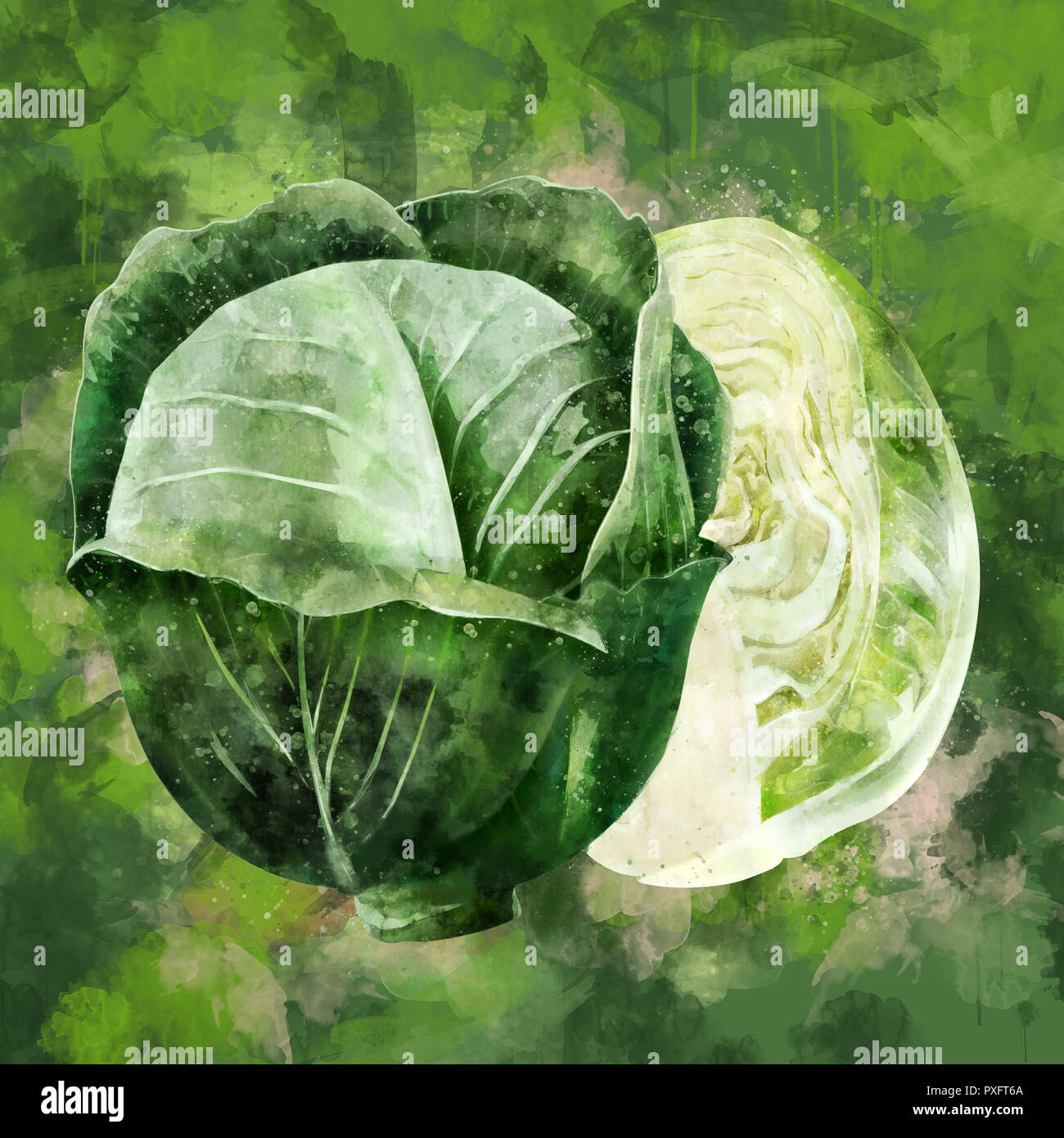 Cabbage on green background. Watercolor illustration Stock Photo - Alamy