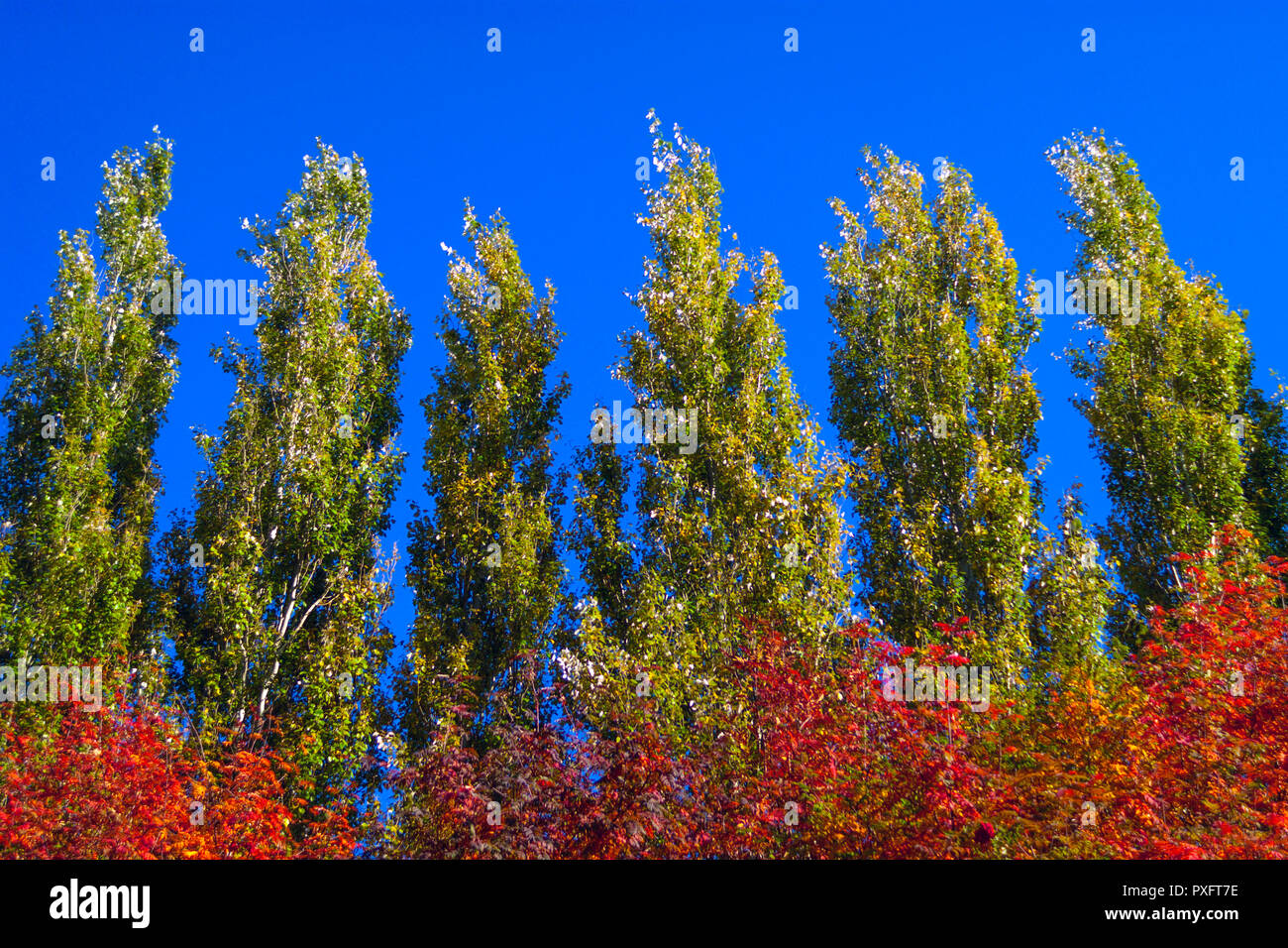 Leaves lombardy poplar hi-res stock photography and images - Alamy