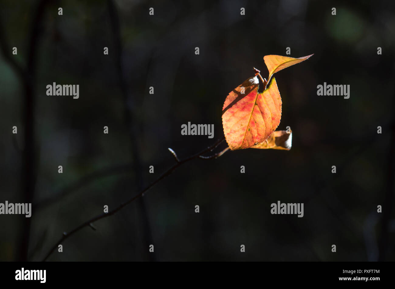 Light Of Hope Concept: Leaves Glowing In Sunlight In A Dark Mysterious ...