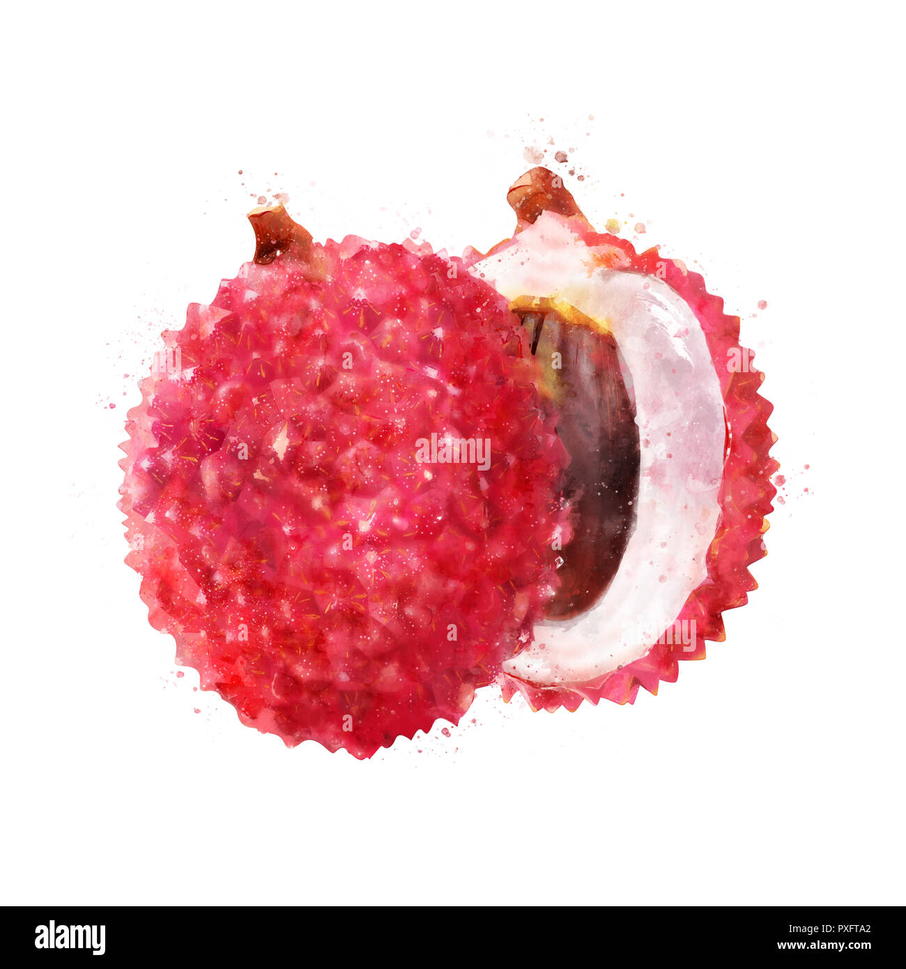Lichi on white background. Watercolor illustration Stock Photo - Alamy