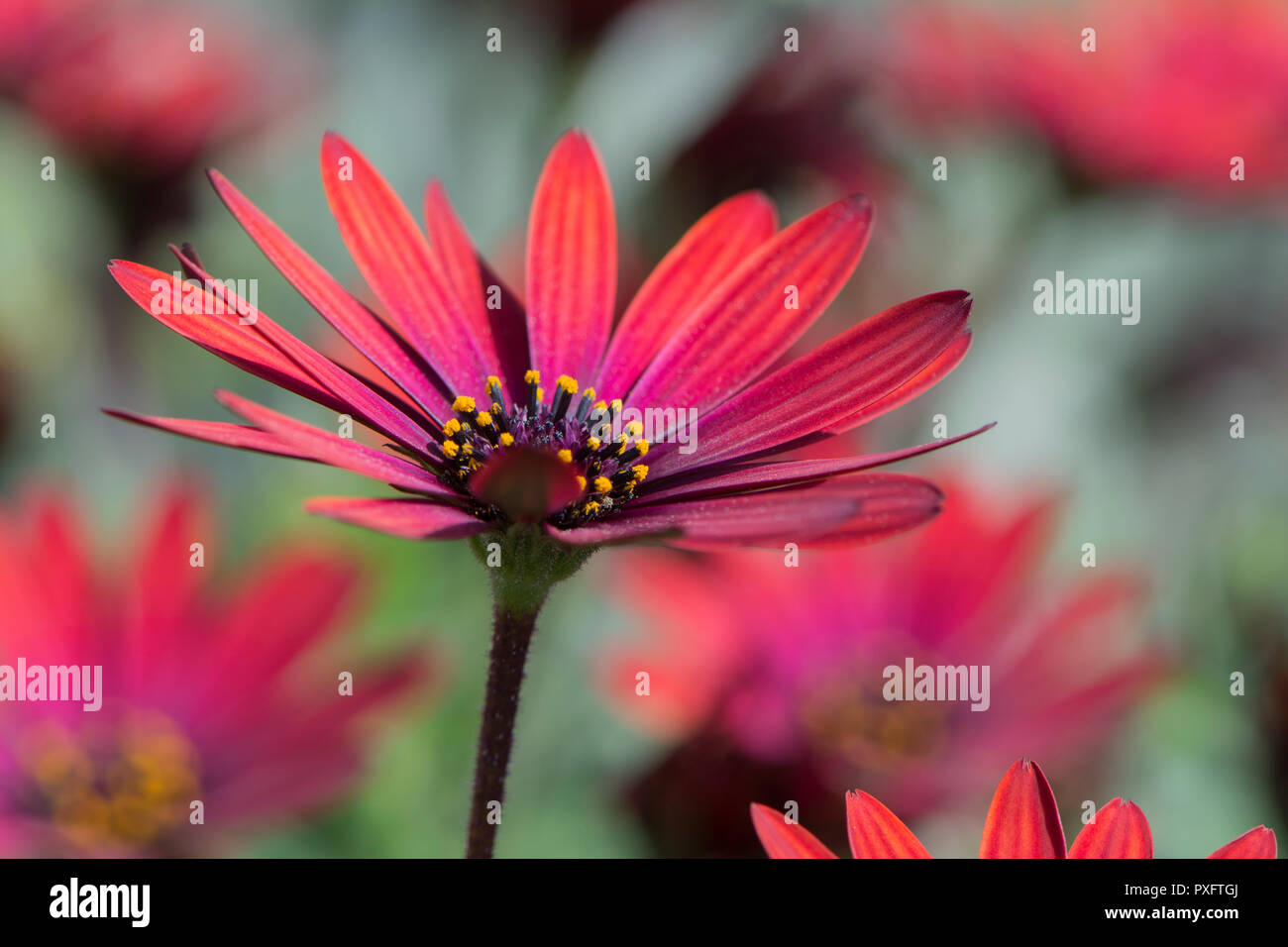 Osteospermum Elite Ruby flowers in the garden. Primary focus on the ...