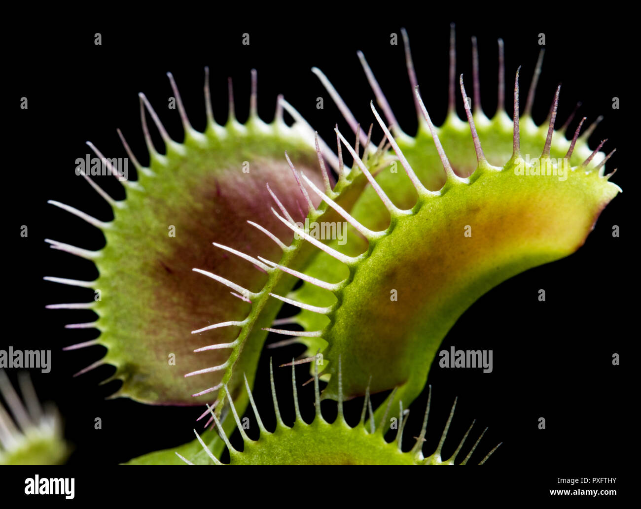 Venus Fly Trap close up. Green and Red carnivorous plant. Botany ...