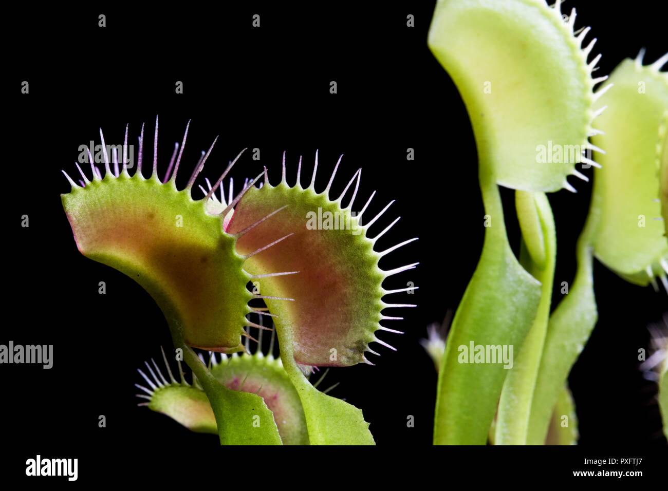 Wide panoramic view of a Venus Flytrap with its leaves wide open waiting to catch prey. Fly ...