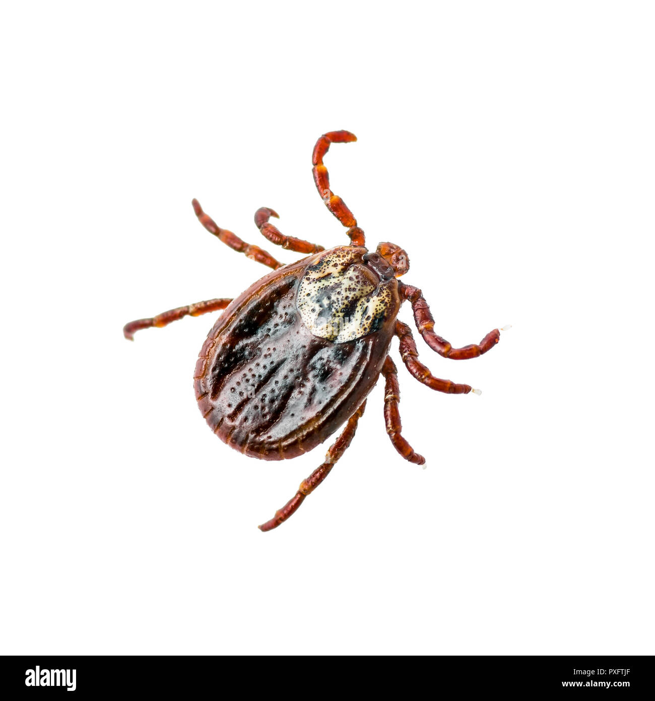 Lyme disease carrier hi-res stock photography and images - Alamy