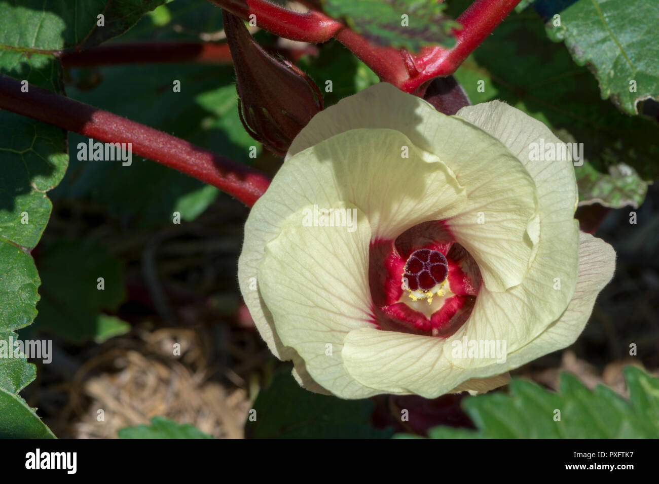 Single Okra, Abelmoschus Esculentus flower growing in it's natural ...