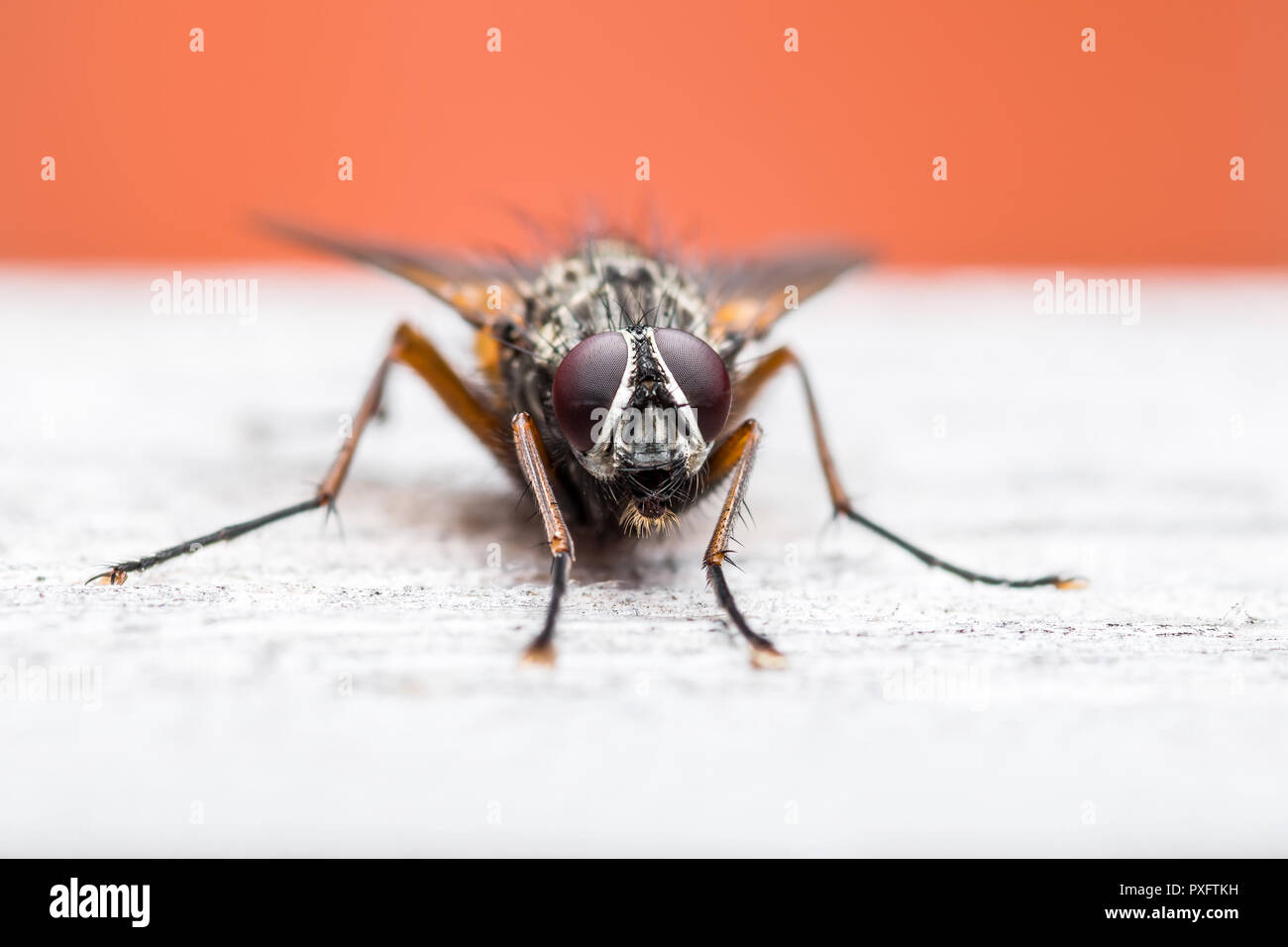 Diptera Meat Fly Insect On Wood Stock Photo - Alamy