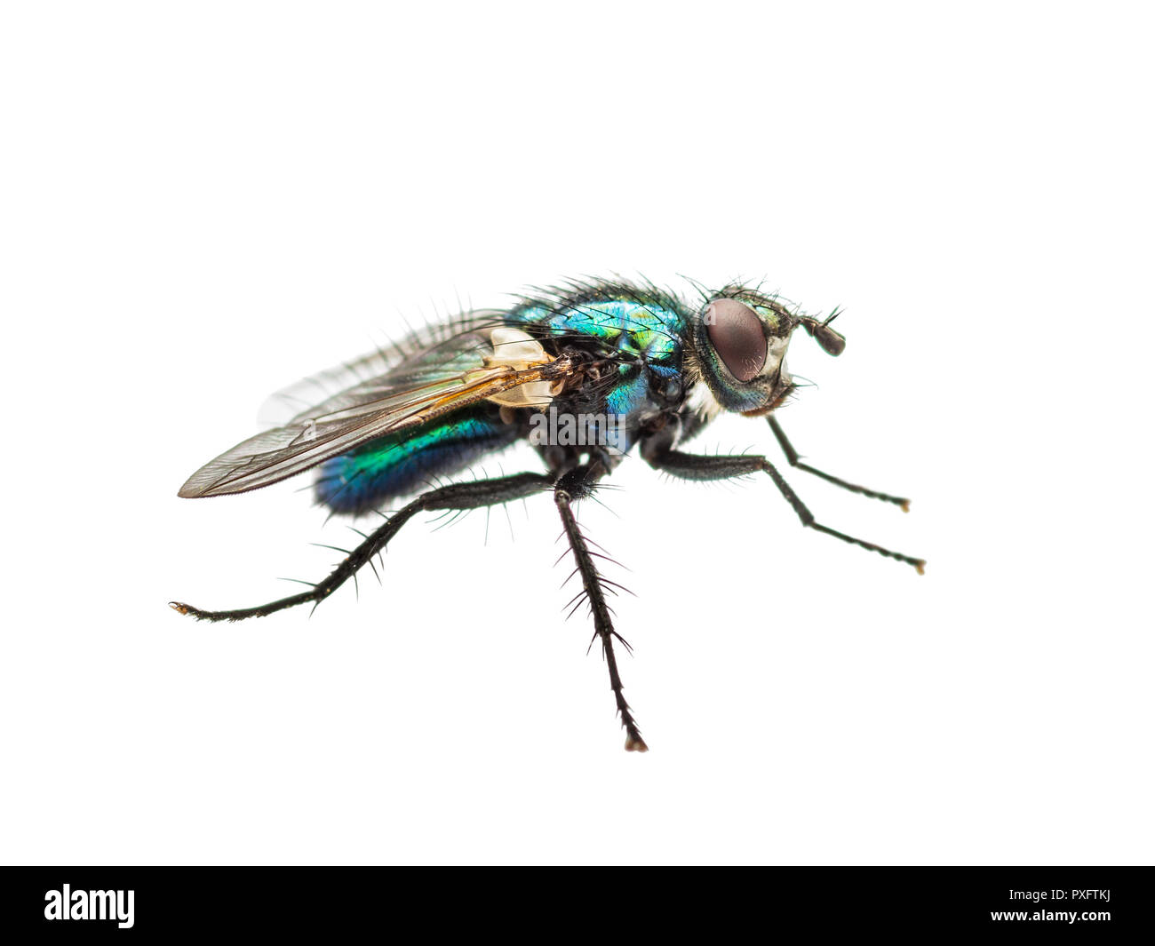 Diptera fly Cut Out Stock Images & Pictures - Alamy