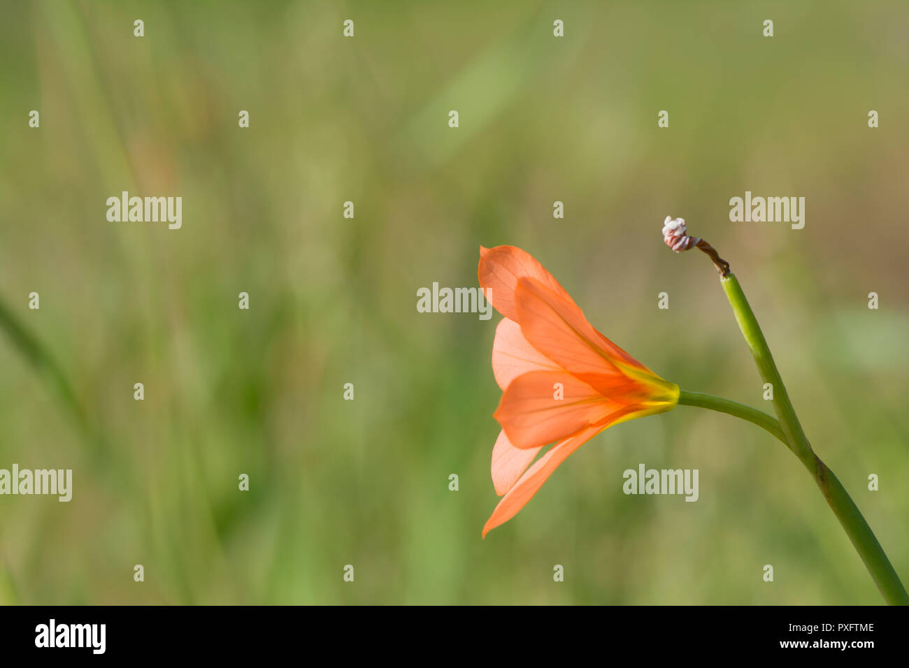 Moraea Faccida, an orange and yellow flower commonly known as One-leaf ...