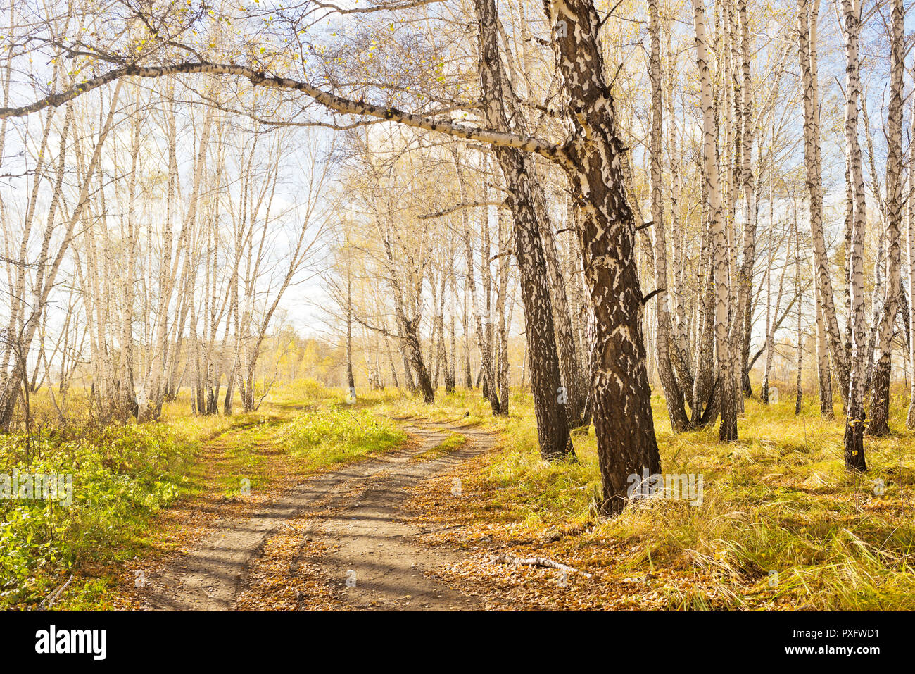 Autumn birch forest Stock Photo - Alamy