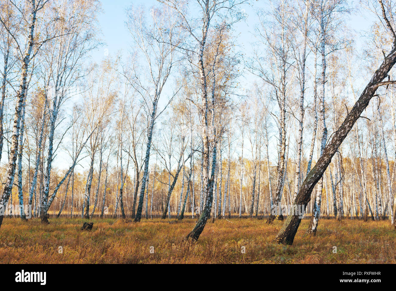 Autumn birch forest Stock Photo - Alamy