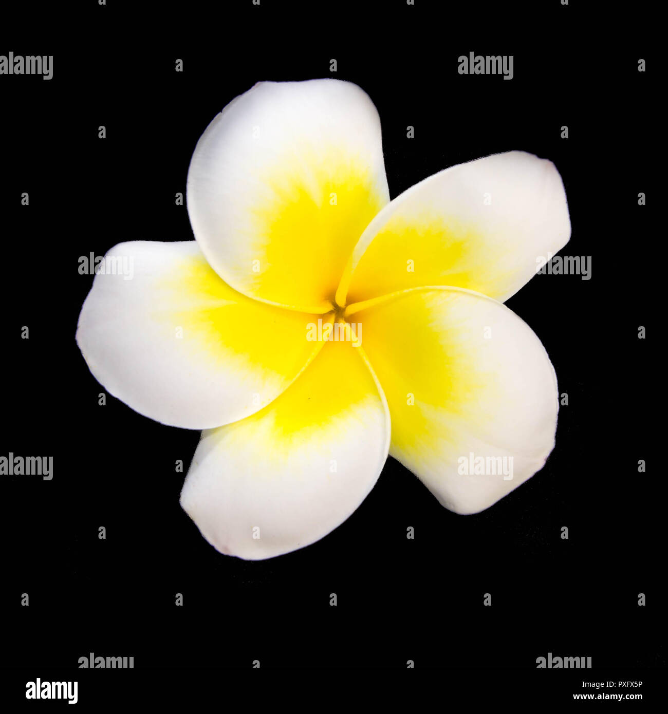 Freshness Champa Flower High Resolution Stock Photography and Images ...