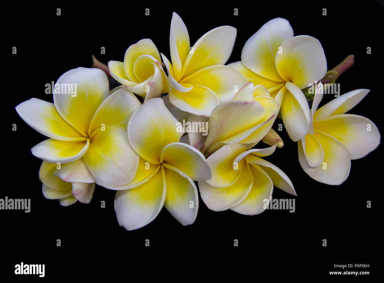 Champa Flowers in Laos Stock Photo - Alamy
