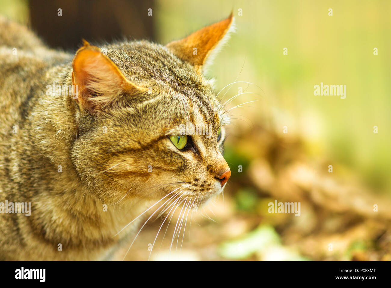 Closeup of African Wild Cat, Felis libyca. Side view of face on blurred ...