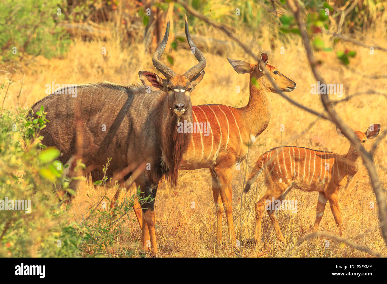 Male and female kudu hi-res stock photography and images - Alamy
