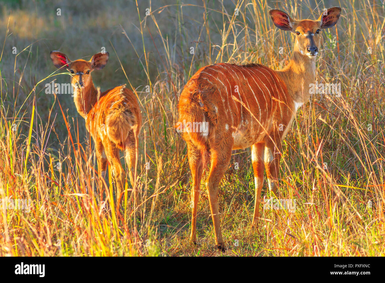Female antelope hi-res stock photography and images - Alamy