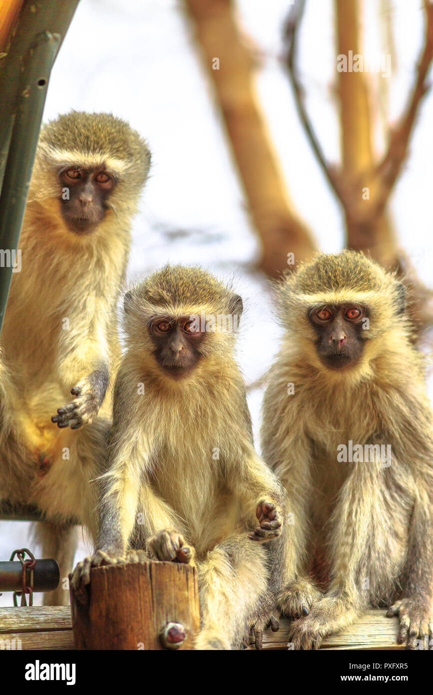 Front view of three Vervet Monkeys, Chlorocebus pygerythrus, a monkey ...