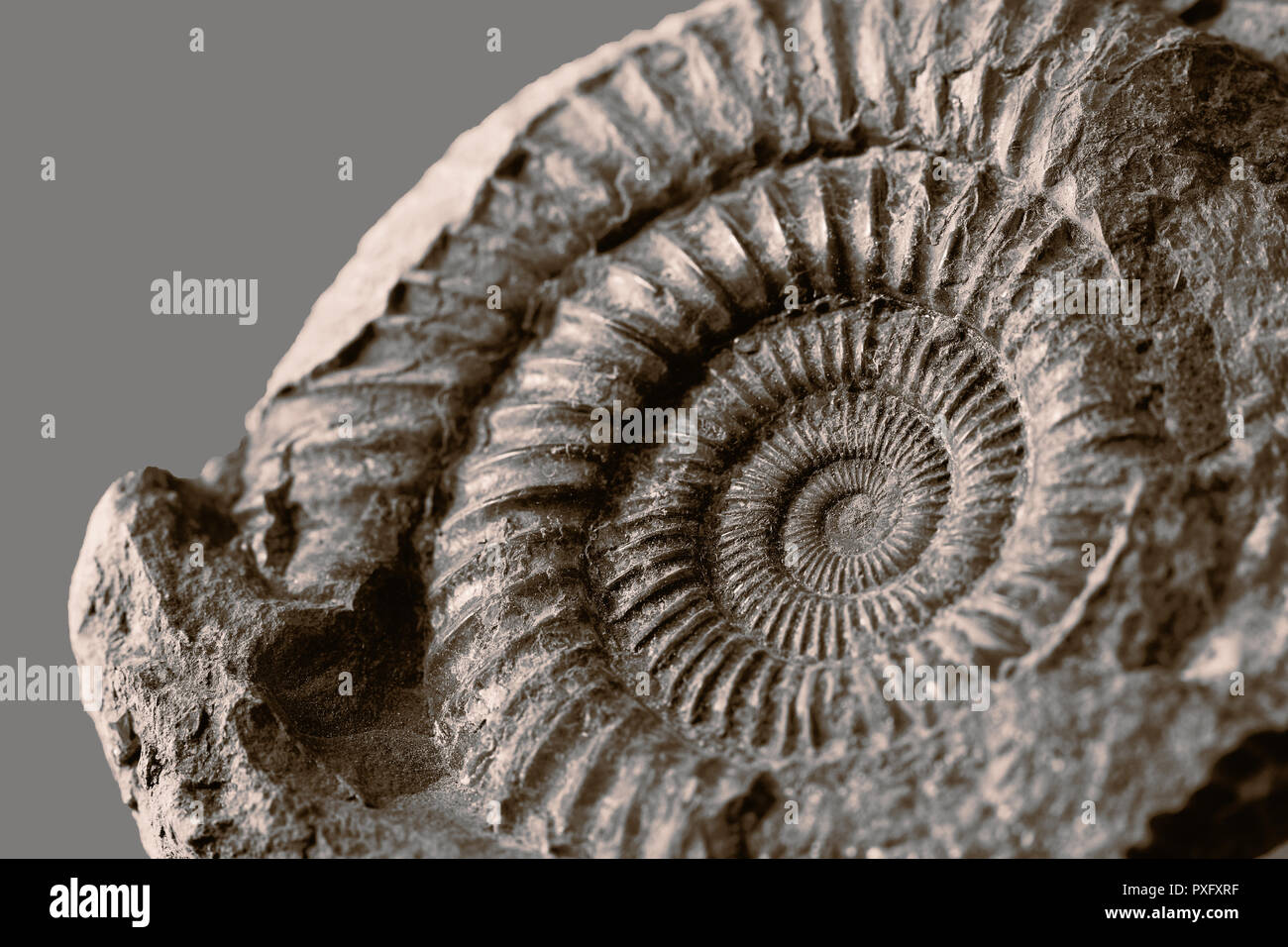 Fossil fossilized jurassic shell fossilization hi-res stock photography ...