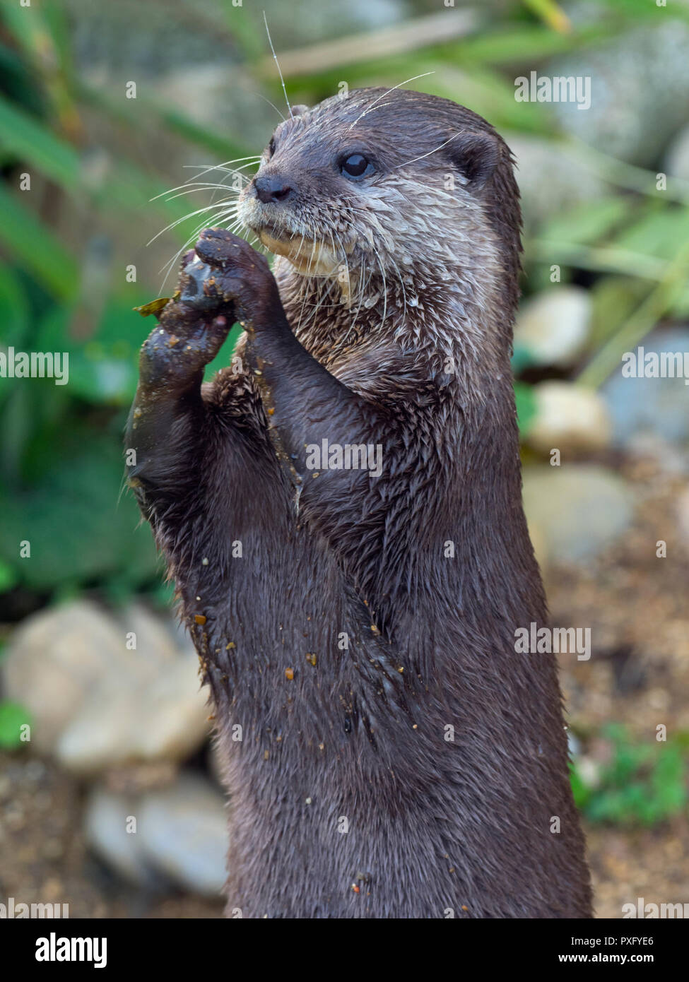 Asian small-clawed otter Aonyx cinereus Stock Photo - Alamy