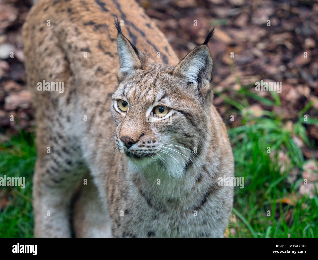 Eurasian lynx lynx lynx ear hi-res stock photography and images - Alamy