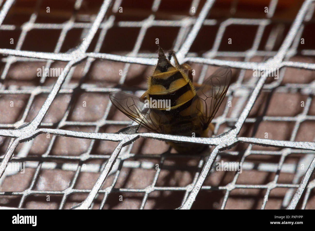 Bee sting human finger hi-res stock photography and images - Alamy