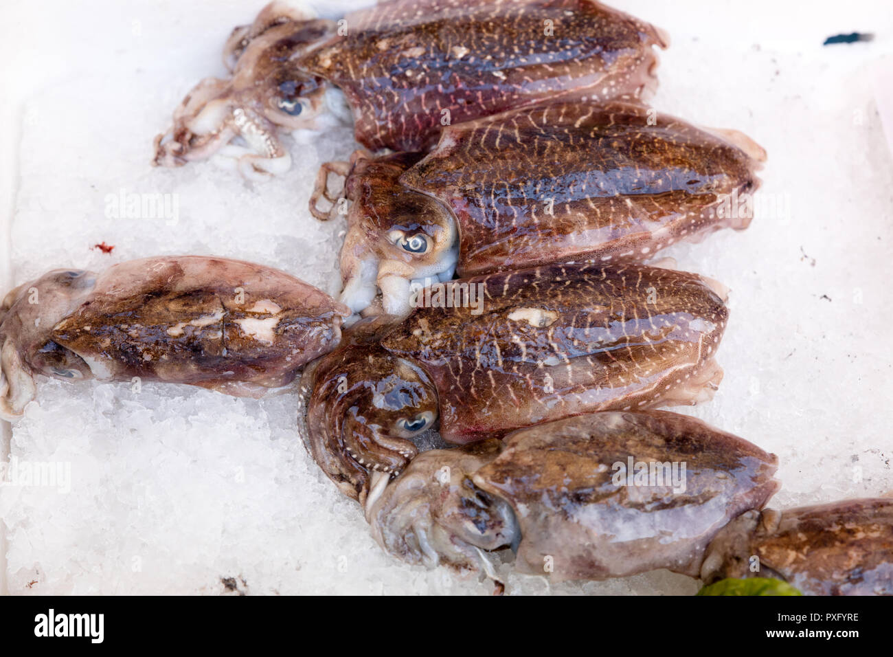 cuttlefish exposed in open fish market in Napoli Stock Photo - Alamy