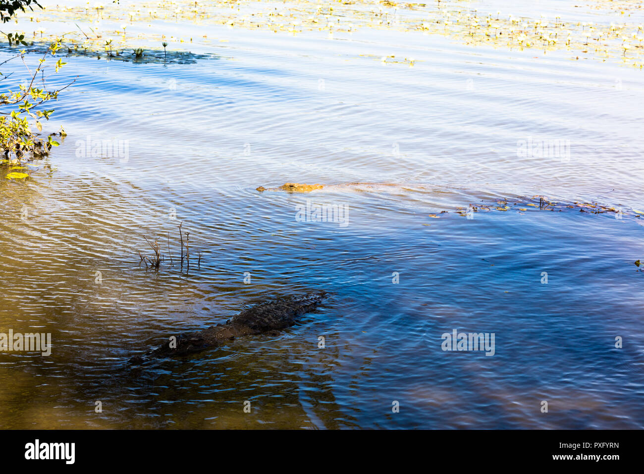 Sacred crocodile in Sabou, Burkina Faso, Africa Stock Photo - Alamy
