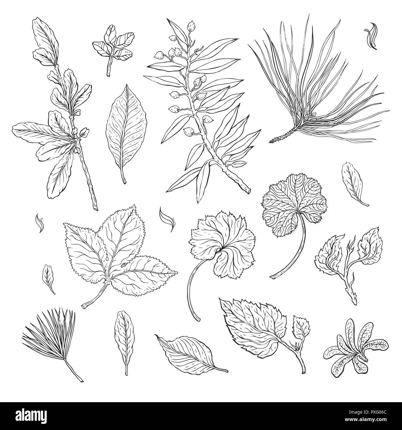 Types of leaf. Outline leaves of different types, isolated on white ...