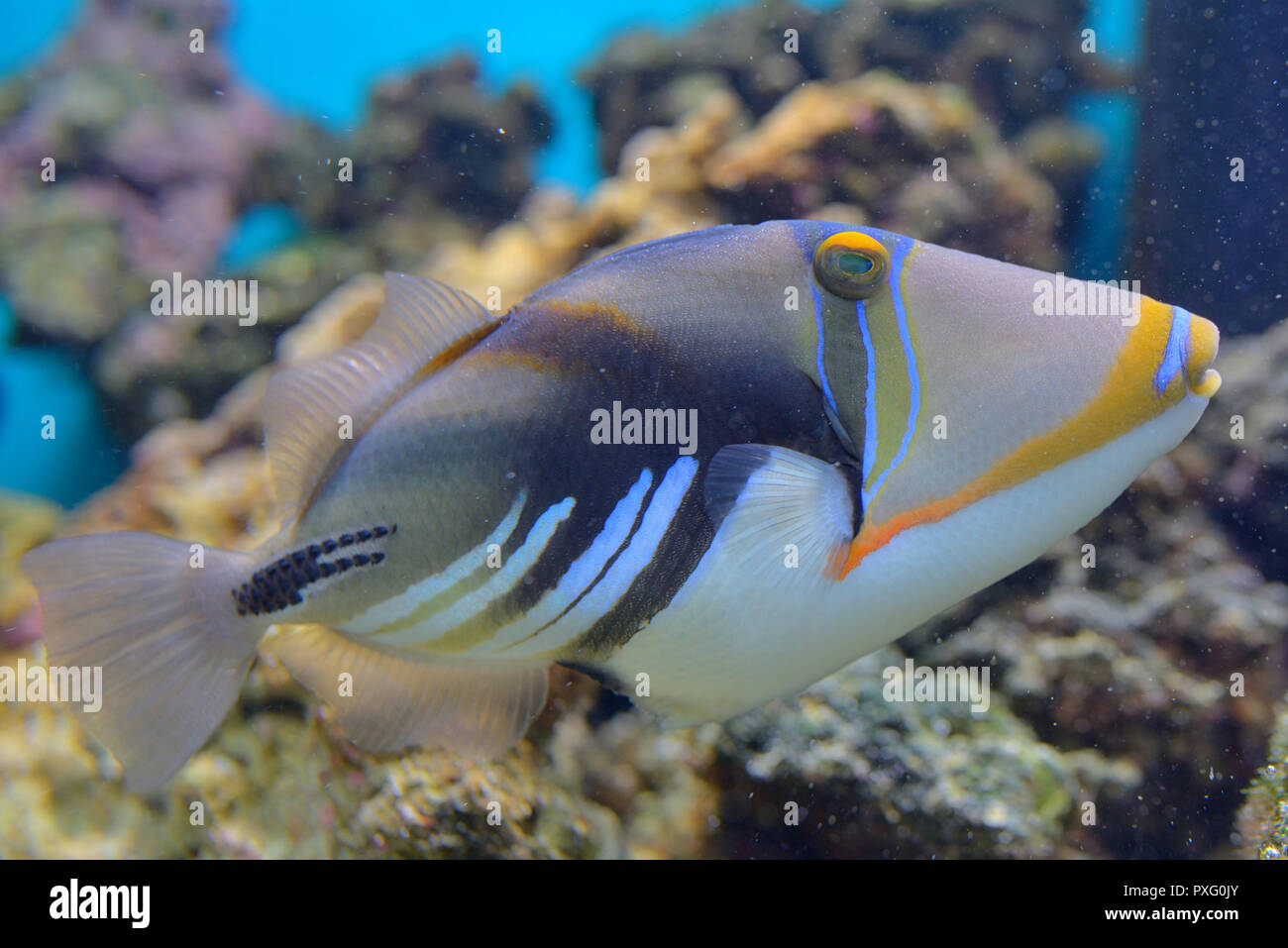 Lagoon triggerfish Coral reef Clown triggerfish Stock Photo - Alamy