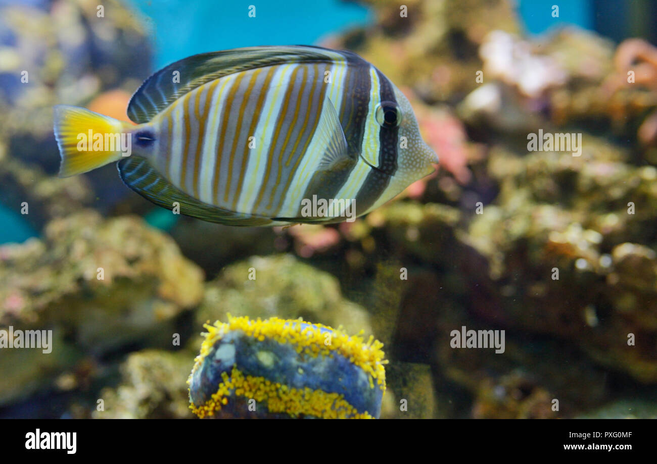 Sailfin tang (Zebrasoma veliferum) fish in water tank Stock Photo - Alamy