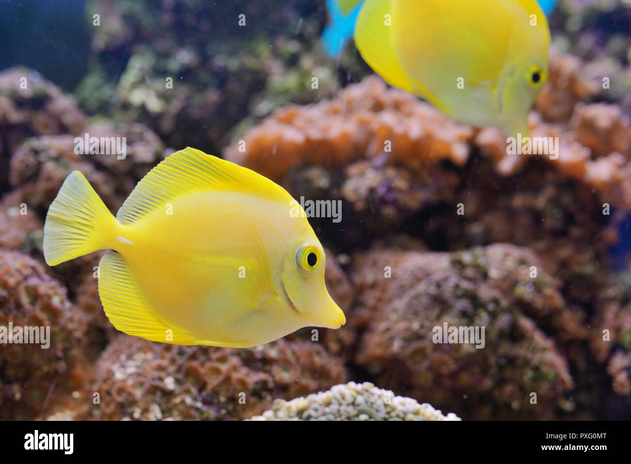 Zebrasoma fish and corals in aquarium Stock Photo - Alamy