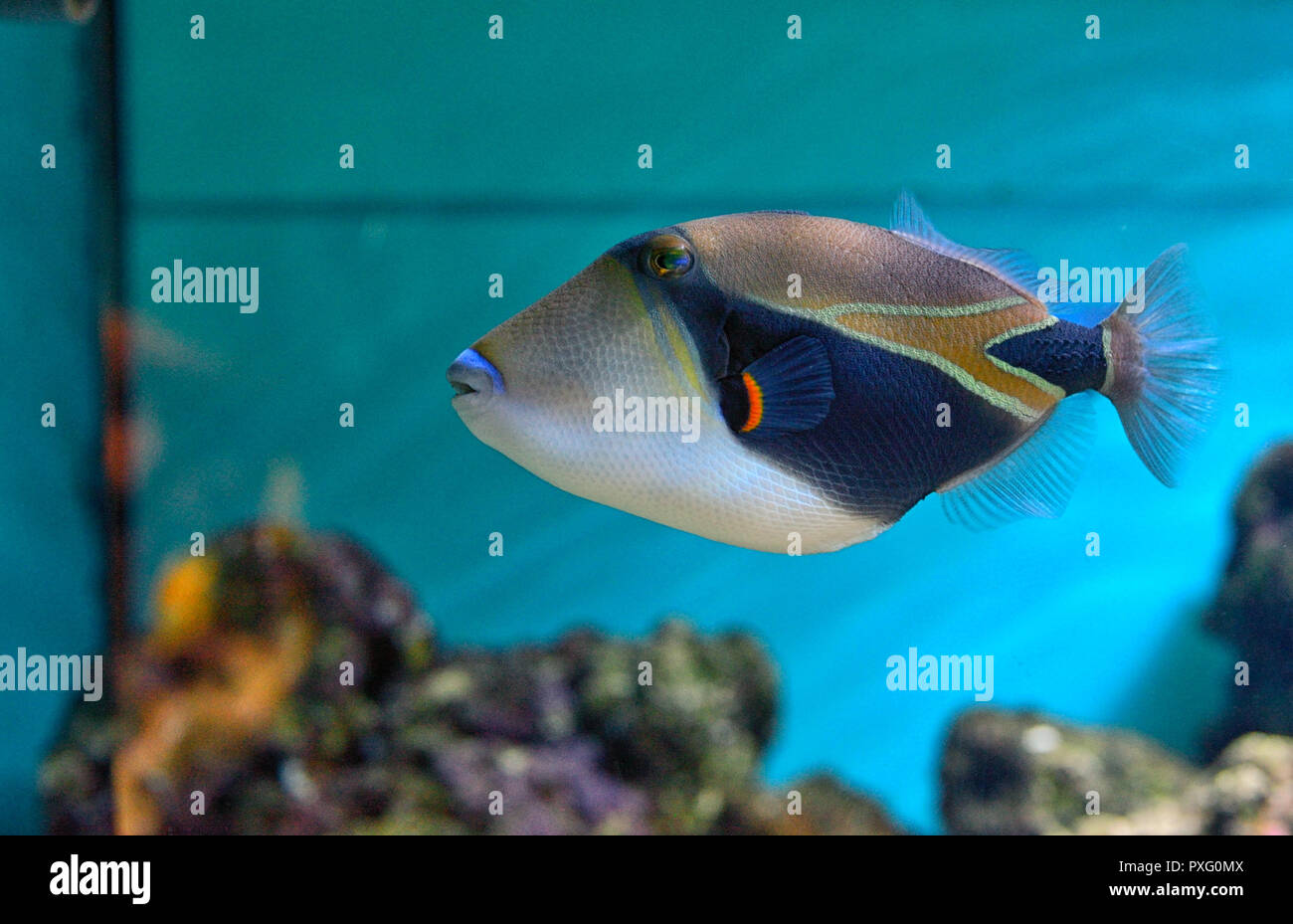 Lagoon triggerfish Coral reef Clown triggerfish Stock Photo - Alamy